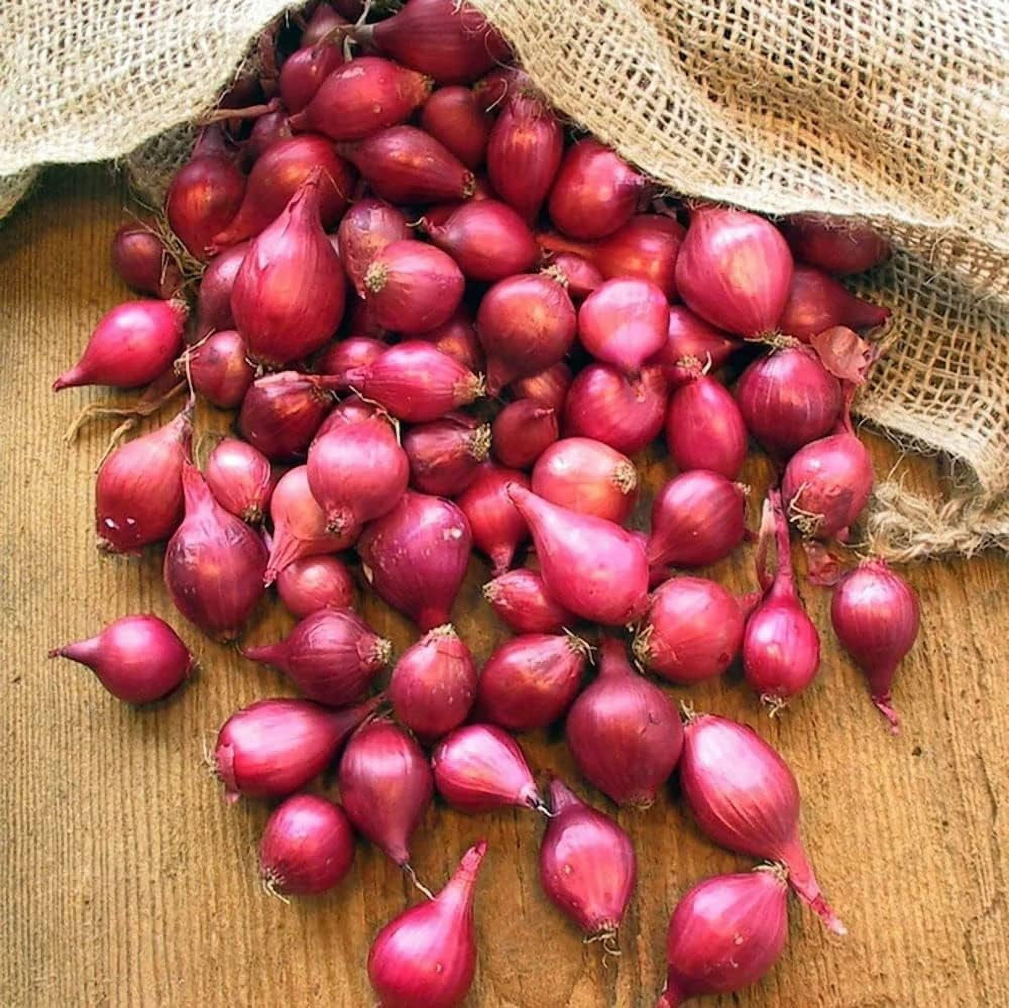 Red Onion Starter Sets - 10 Pound Set - Used to Grow Early Green Table ...
