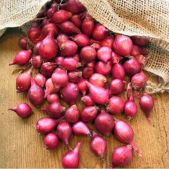 Red Onion Starter Sets - 8 Ounce Set - Used to Grow Early Green Table ...