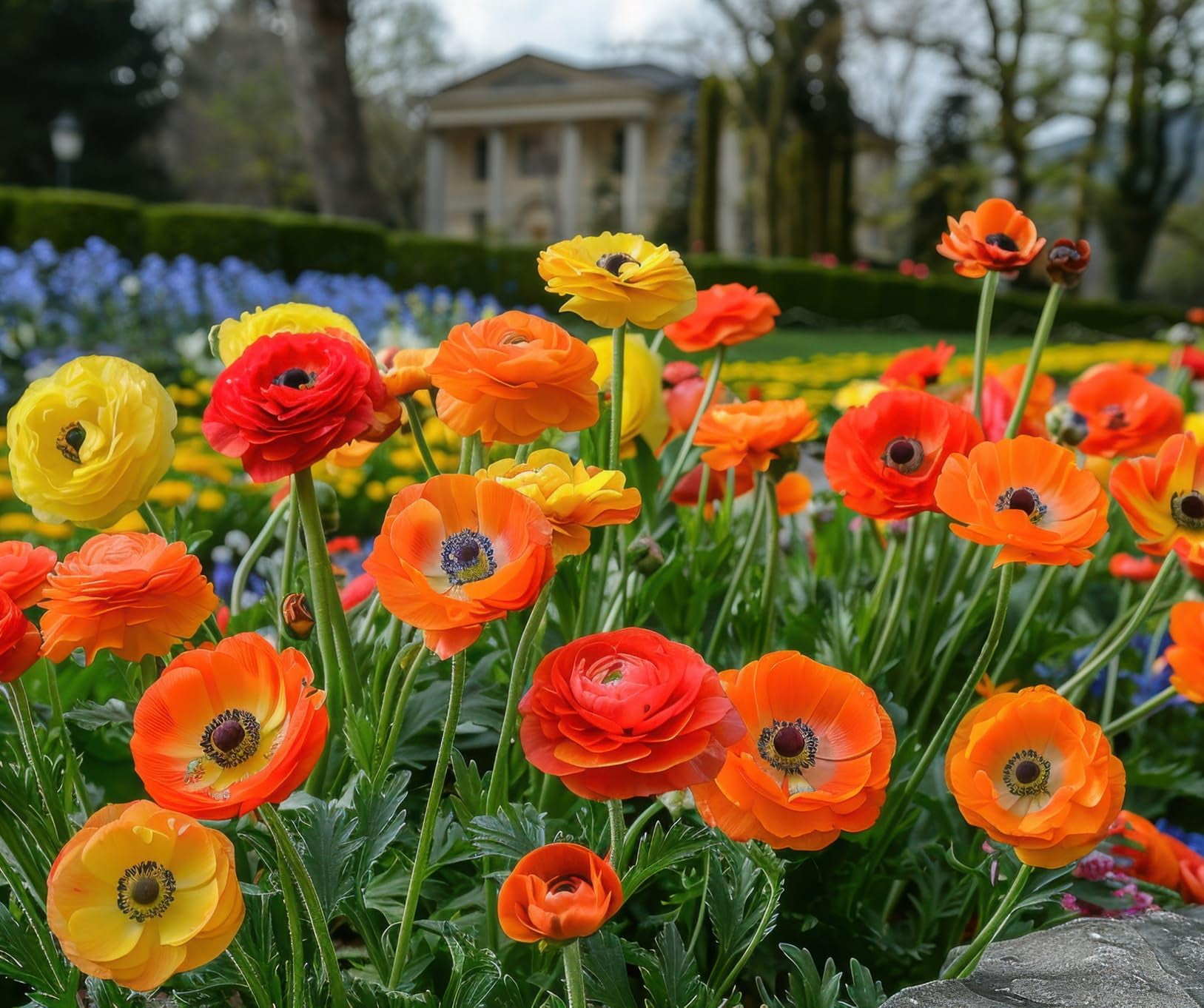 Red, Orange and Yellow Ranunculus Flower Corms Mix to Grow - Spring ...