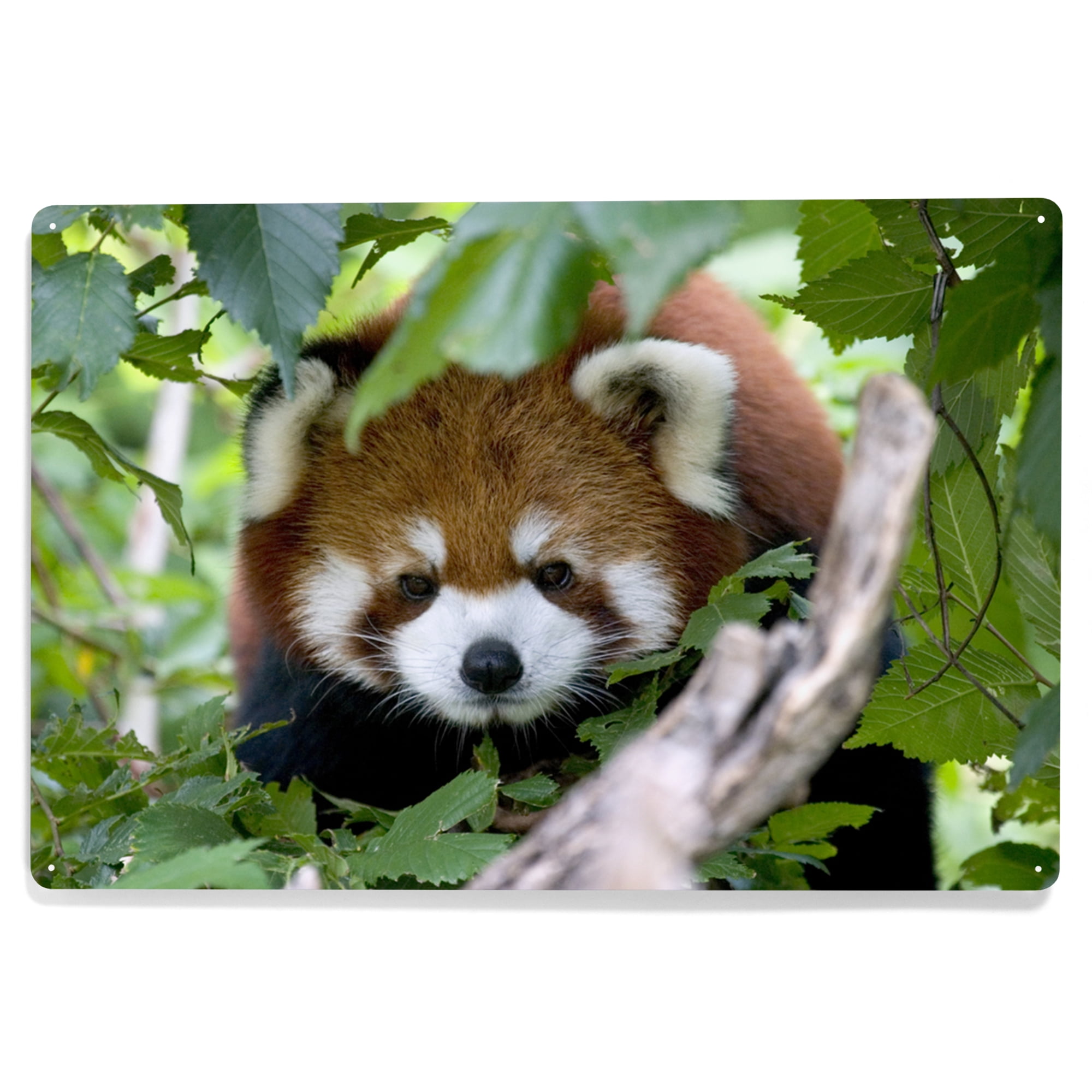 Red Panda (12x18 Aluminum Art, Indoor Outdoor Metal Sign Decor ...