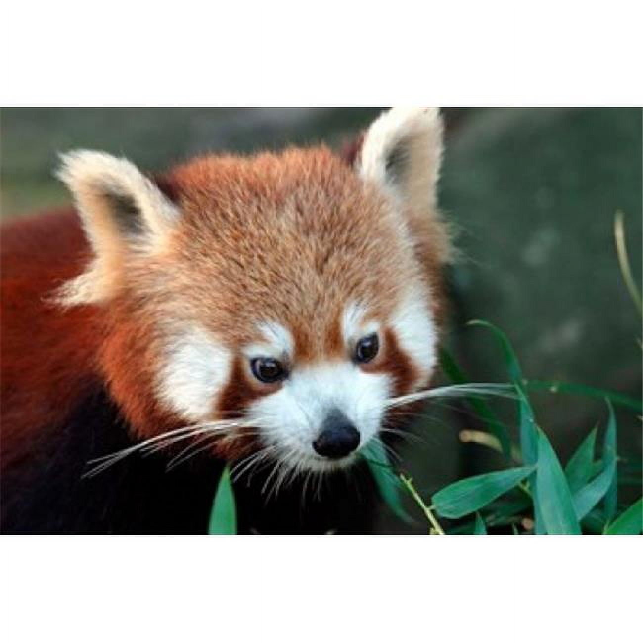 Red Panda Taronga Zoo Sydney Australia Poster Print by David Wall - 26 ...