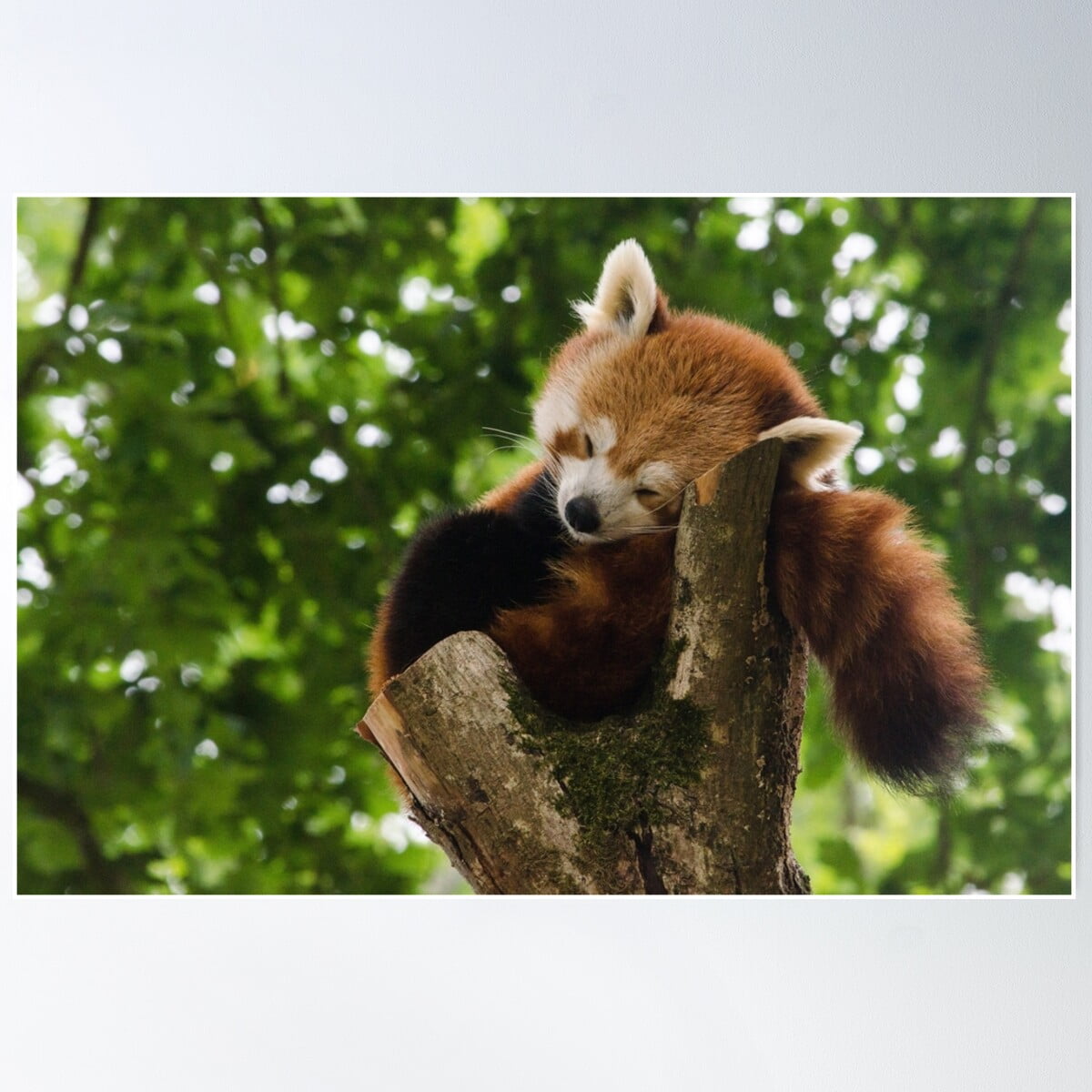 Red Panda Up A Tree Poster Wall Art, Modern Wall Decor For Living Room ...