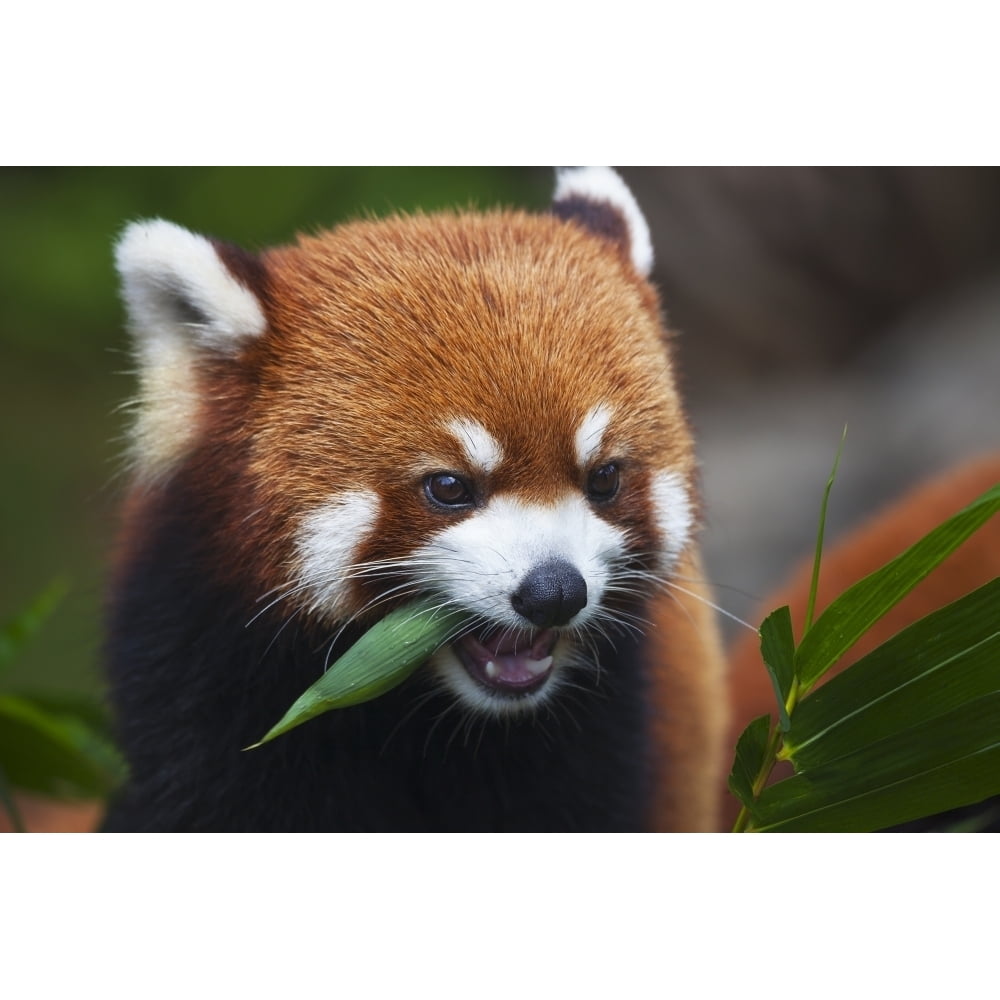 Red Panda or shining cat is a small arboreal mammal and the only ...
