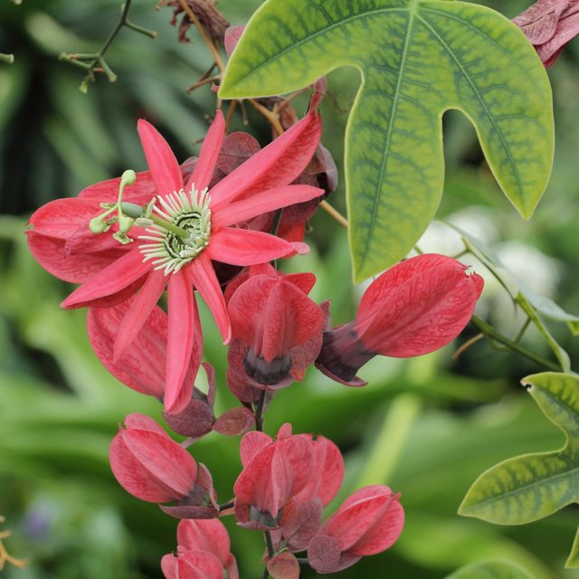Red Passionflower Vine Seeds for Planting (10 Seeds) - Passiflora ...