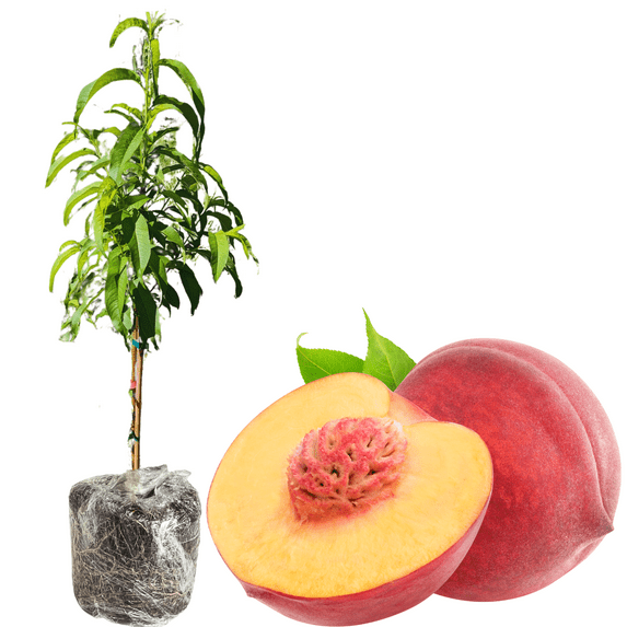 Red Peach Tree, Peach Fruit Tree Live Plant 2 To 3 Feet Height For ...