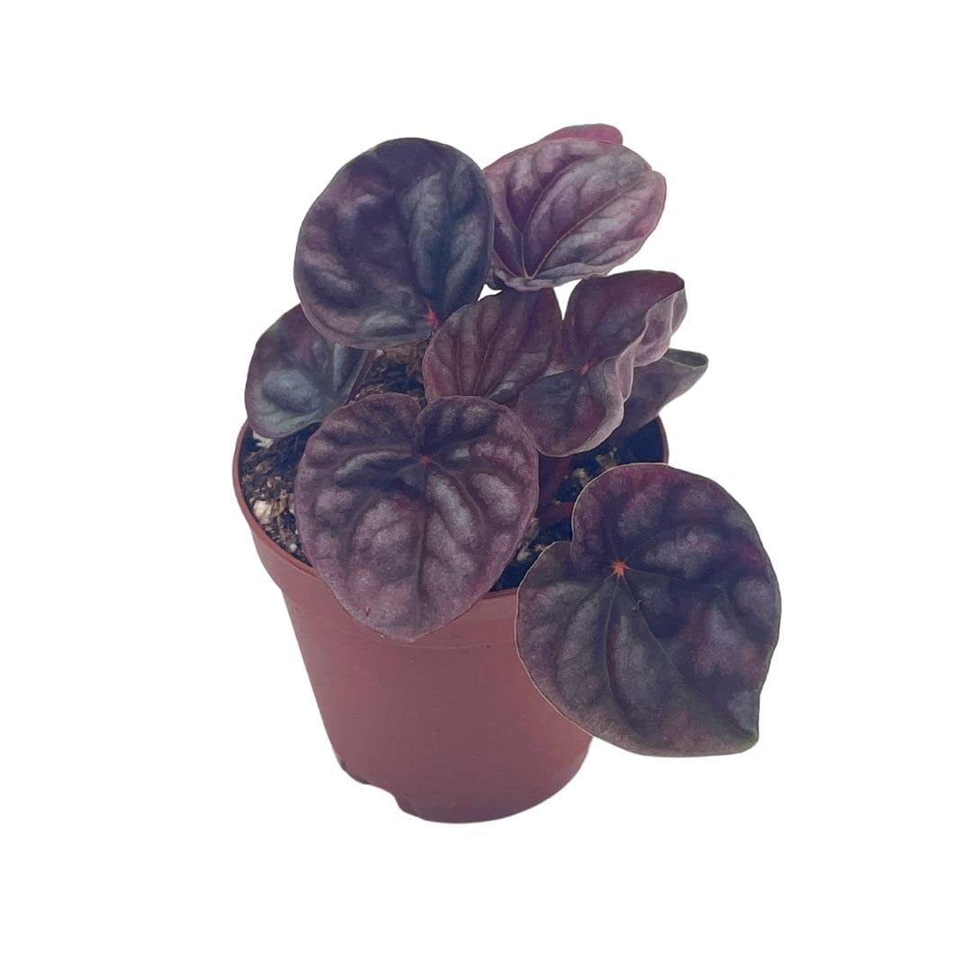 Red Peperomia caperata, Red Emerald Ripple, Frost, Platinum, in a 2 ...