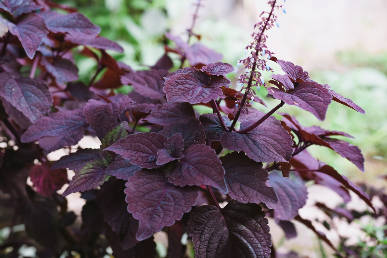 Red Perilla Plant - Herb/Shiso - Ohba - 3" Pot - Walmart.com