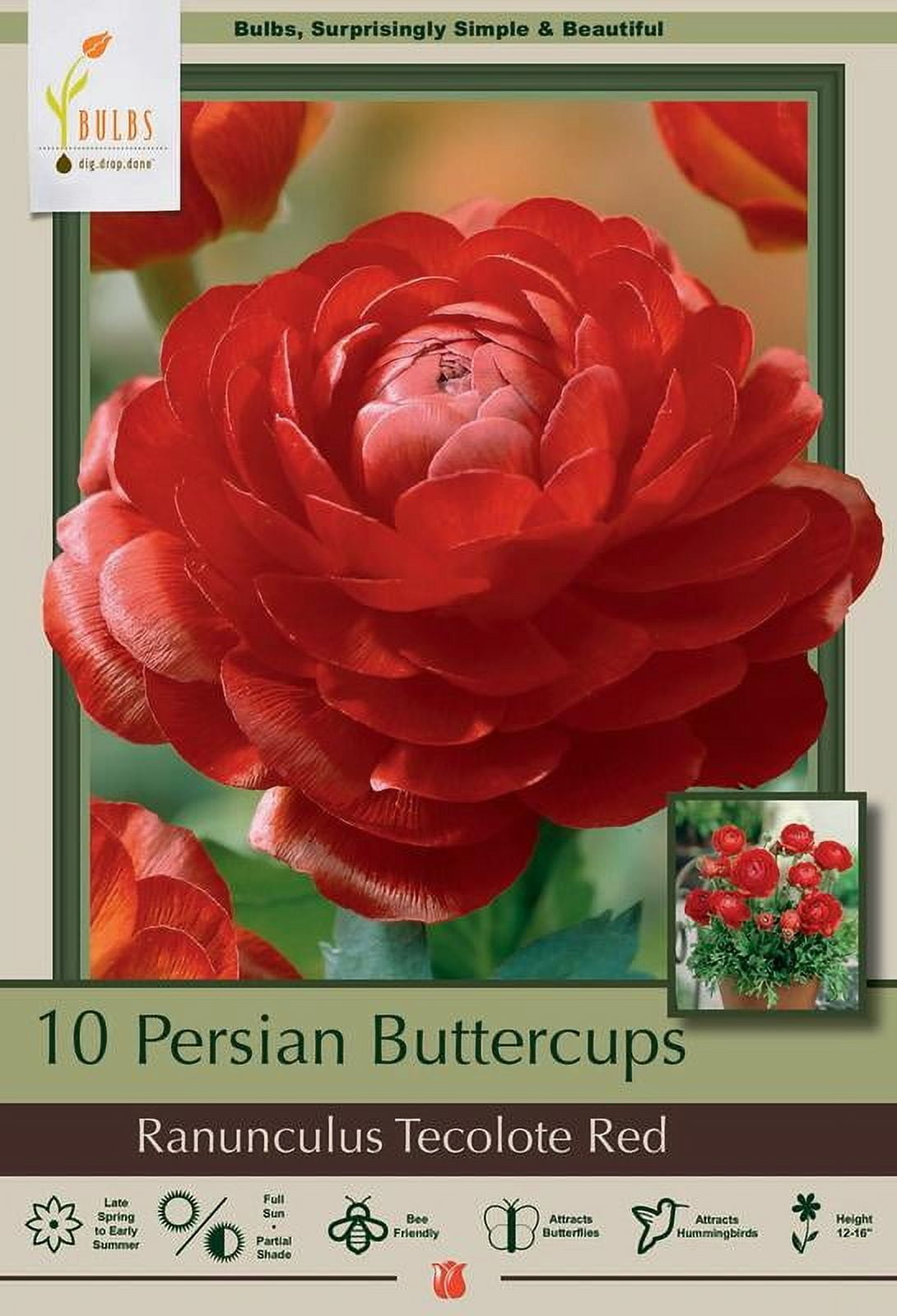 Red Persian Buttercup - 10 Bulbs 6/7cm - Ranunculus Tecolote - Hardy ...