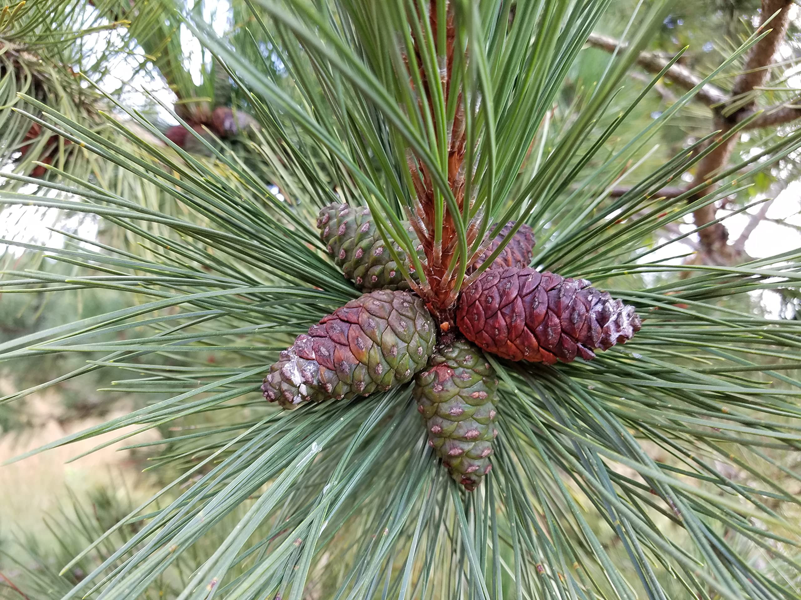 CZ Grain Red Pine Live Tree - Walmart.com