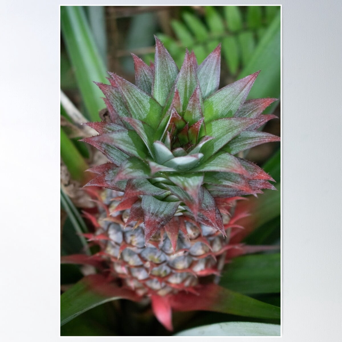 Red Pineapple Photograph. Poster Wall Art, Modern Wall Decor For Living ...