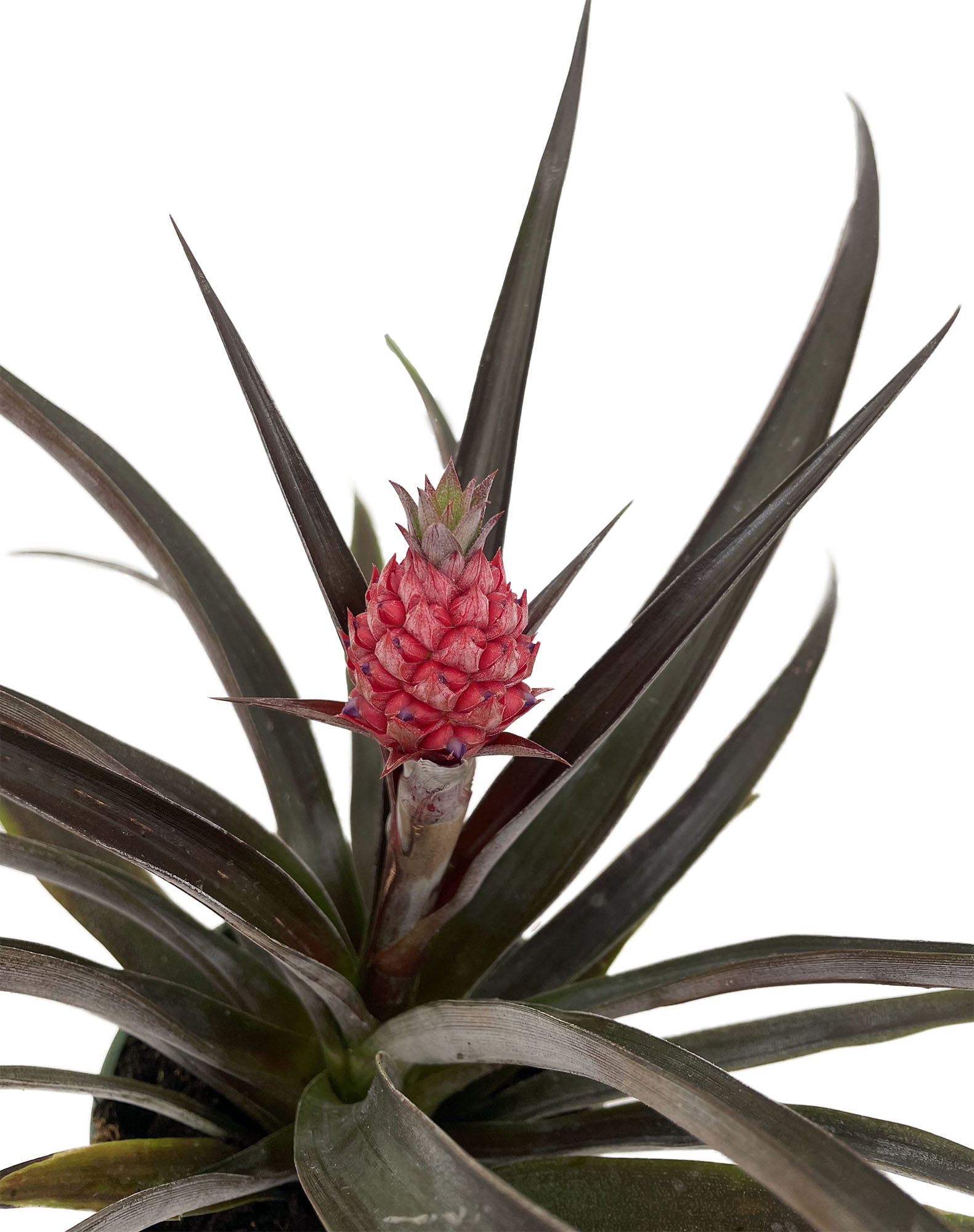 Red Pineapple Plant - Ananas bracteatus - Great Indoors/Out - 5" Pot ...