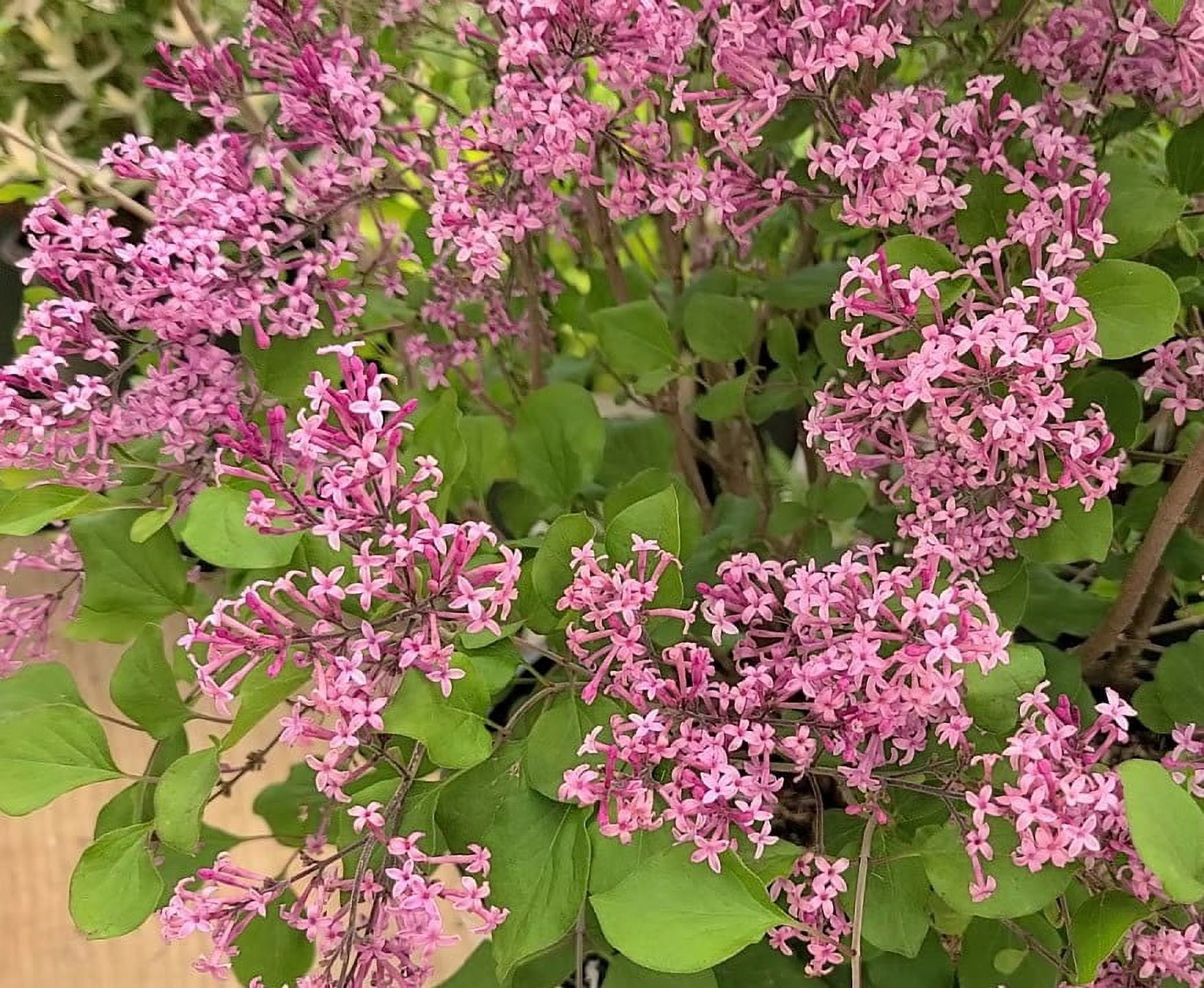 Red Pixie Lilac ( syringa ) - Live Plant ( 1 QT ) | Fragrant Blooms ...