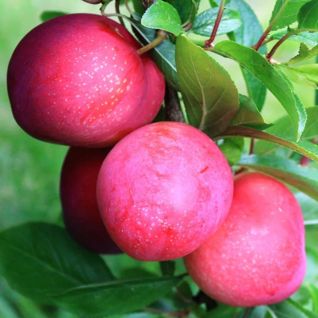 Red Plum Plant Live Well Rooted 6 to 12 Inch Tall, Plum Tree Live Plant ...