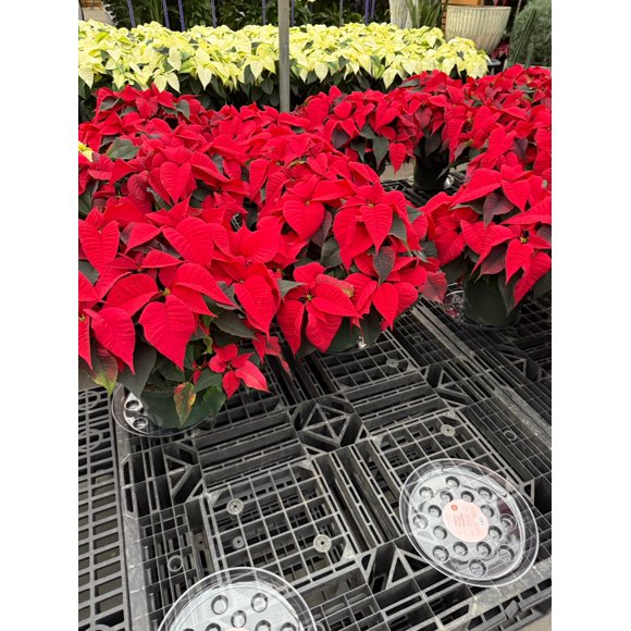 Poinsettia Live Plant