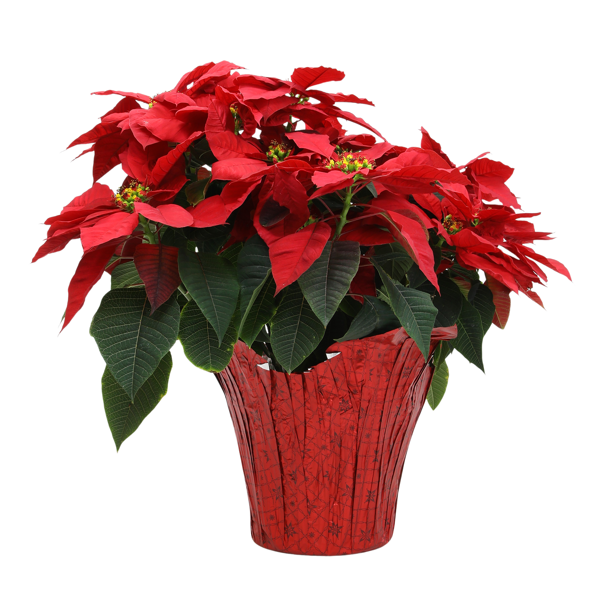 Red Poinsettia in 8" Pot With Decorative Foil Cover, Air Purifying Live ...