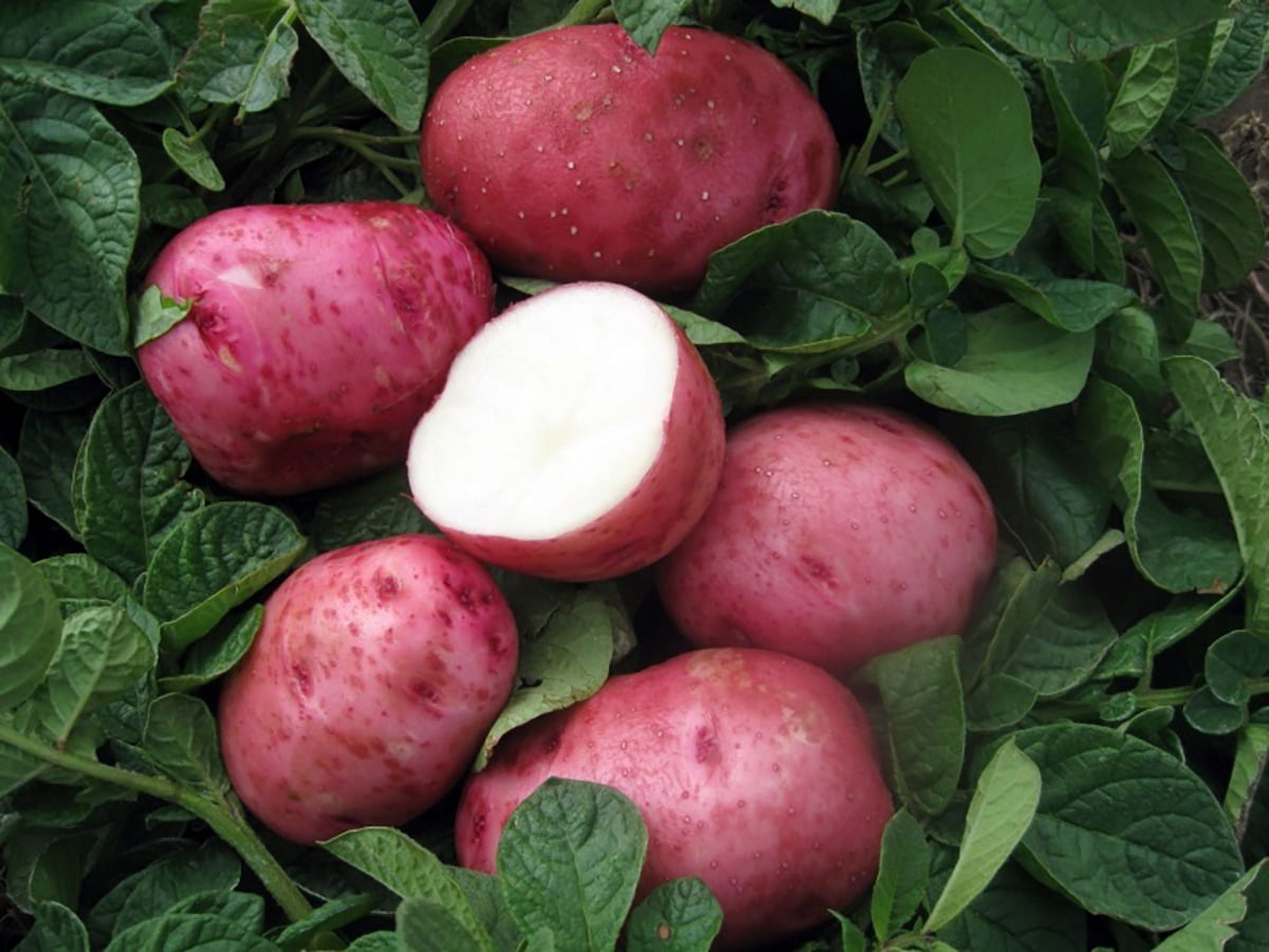 Red Pontiac Potato - 2 lbs Certified Seed (Tuber) - Walmart.com