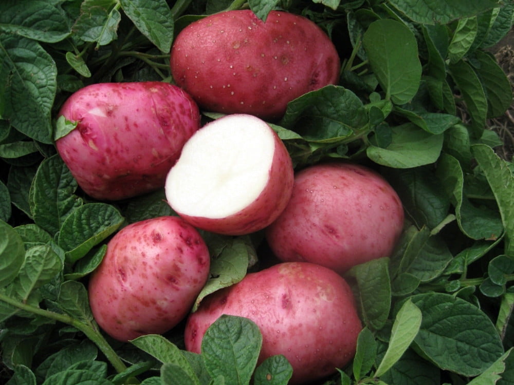 Red Pontiac Potato 6 Tubers/Seed Potatoes - Walmart.com