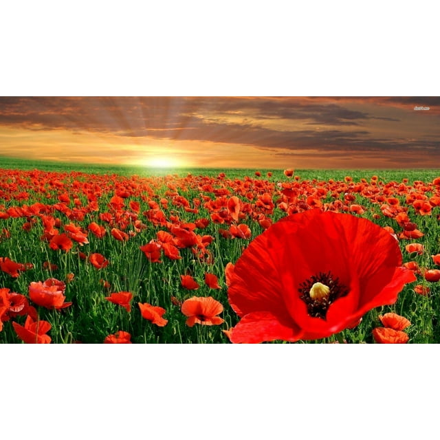 Red Poppy, 100+ Seeds, Worlds Most Popular Flower, Stunning Red Poppies ...