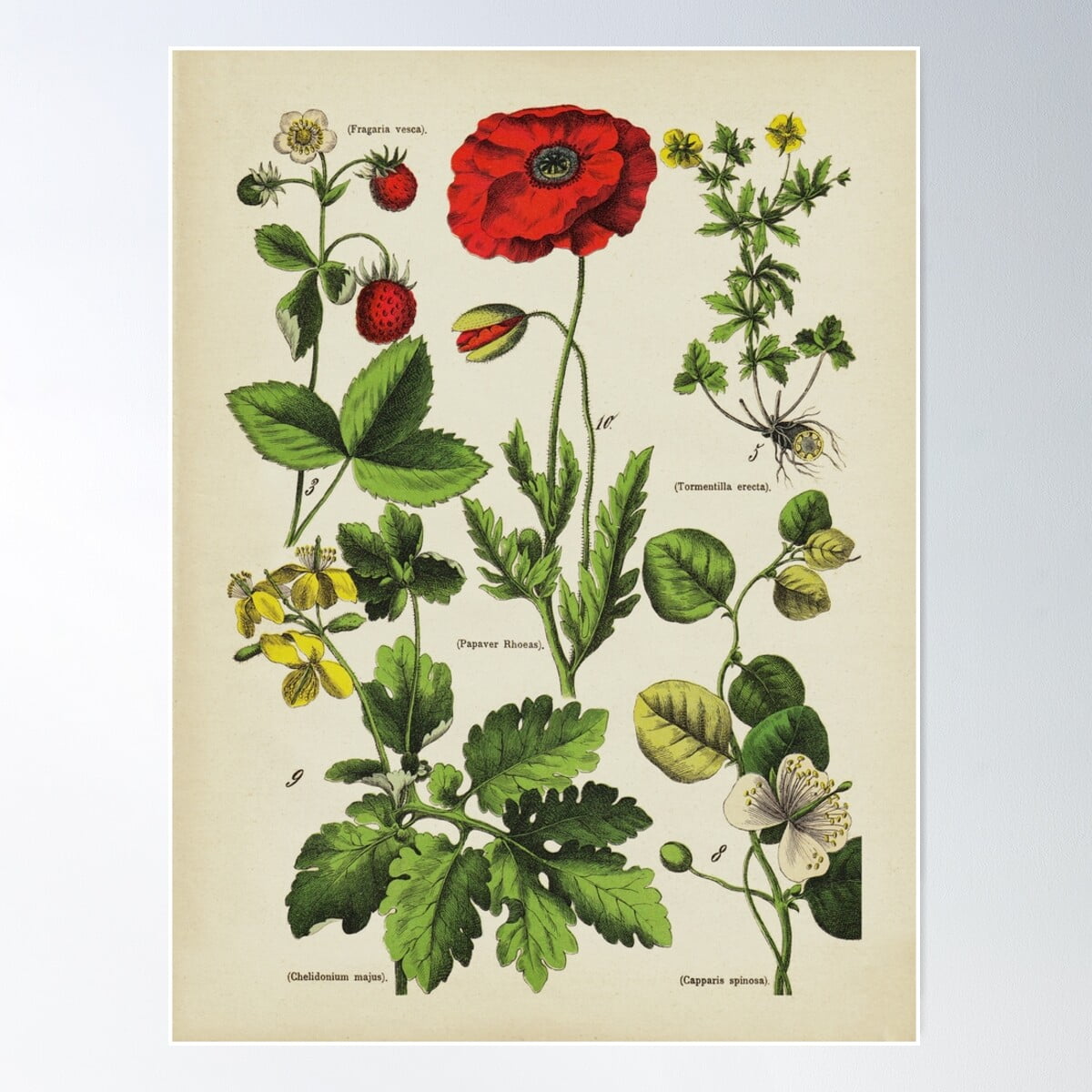 Red Poppy. Botanical Study Of A Poppy Flower Poster Wall Art, Modern ...