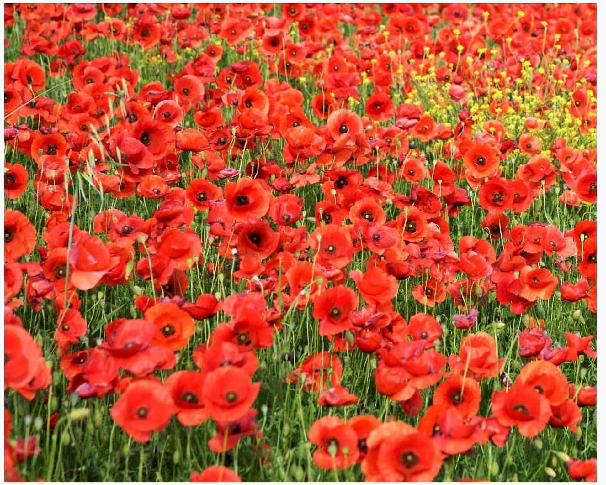 Red Poppy Seeds Easy to Grow Attractive to Butterflies and Bees ...