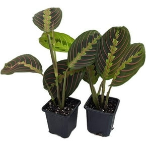 Prayer Plants in Indoor Plants - Walmart.com