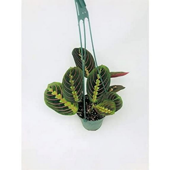 Red Prayer Plant - Maranta - Easy To Grow House Plant - 4" Hanging ...
