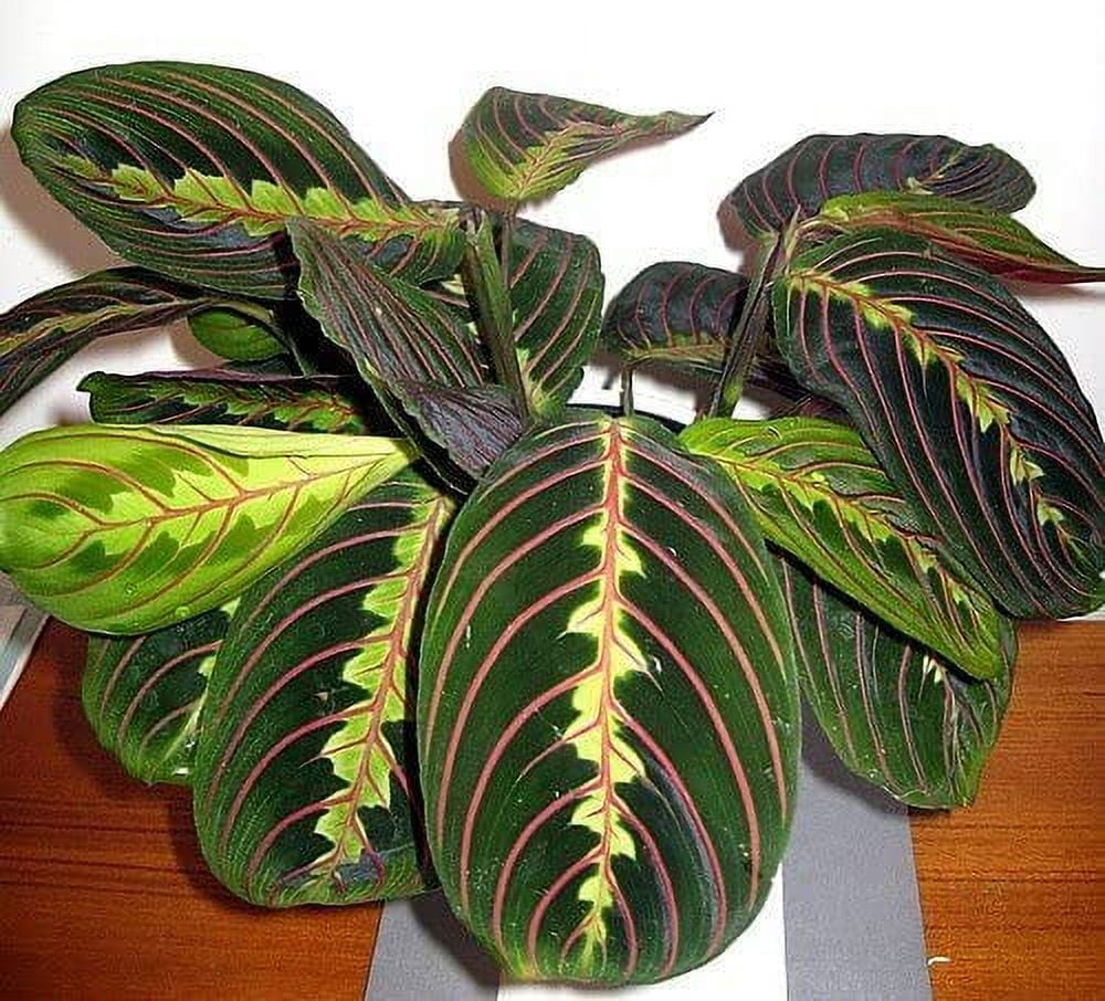 Red Prayer Plant - Maranta - Easy to Grow House Plant - 4" Hanging pot ...