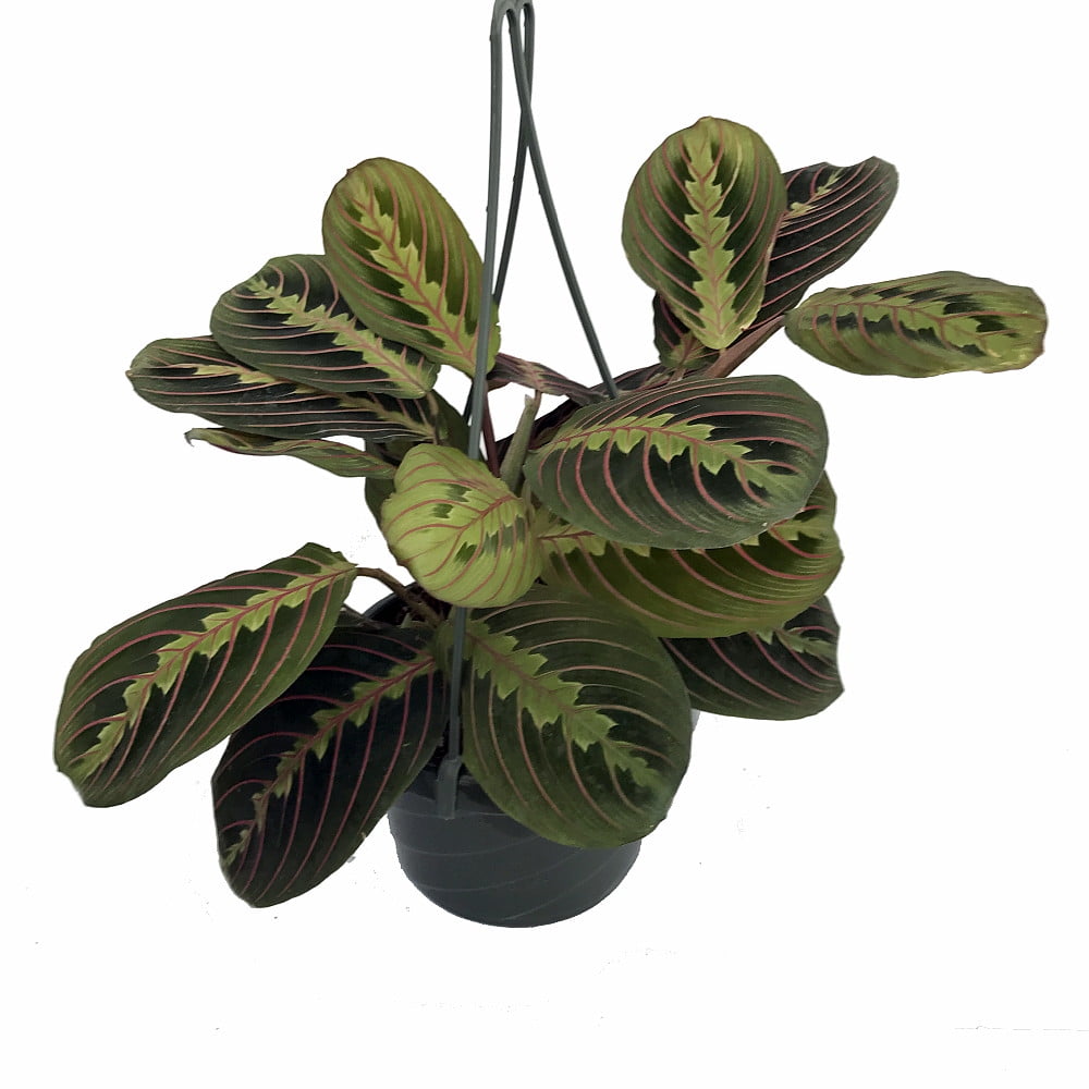 Red Prayer Plant - Maranta -House Plant - 6" Hanging Basket - Walmart.com