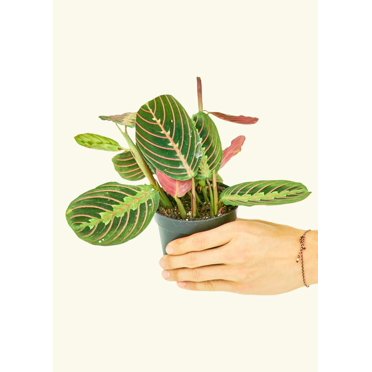 House Plant Dropship 3-MARANTA-RED Maranta Red Prayer Plant - Walmart.com