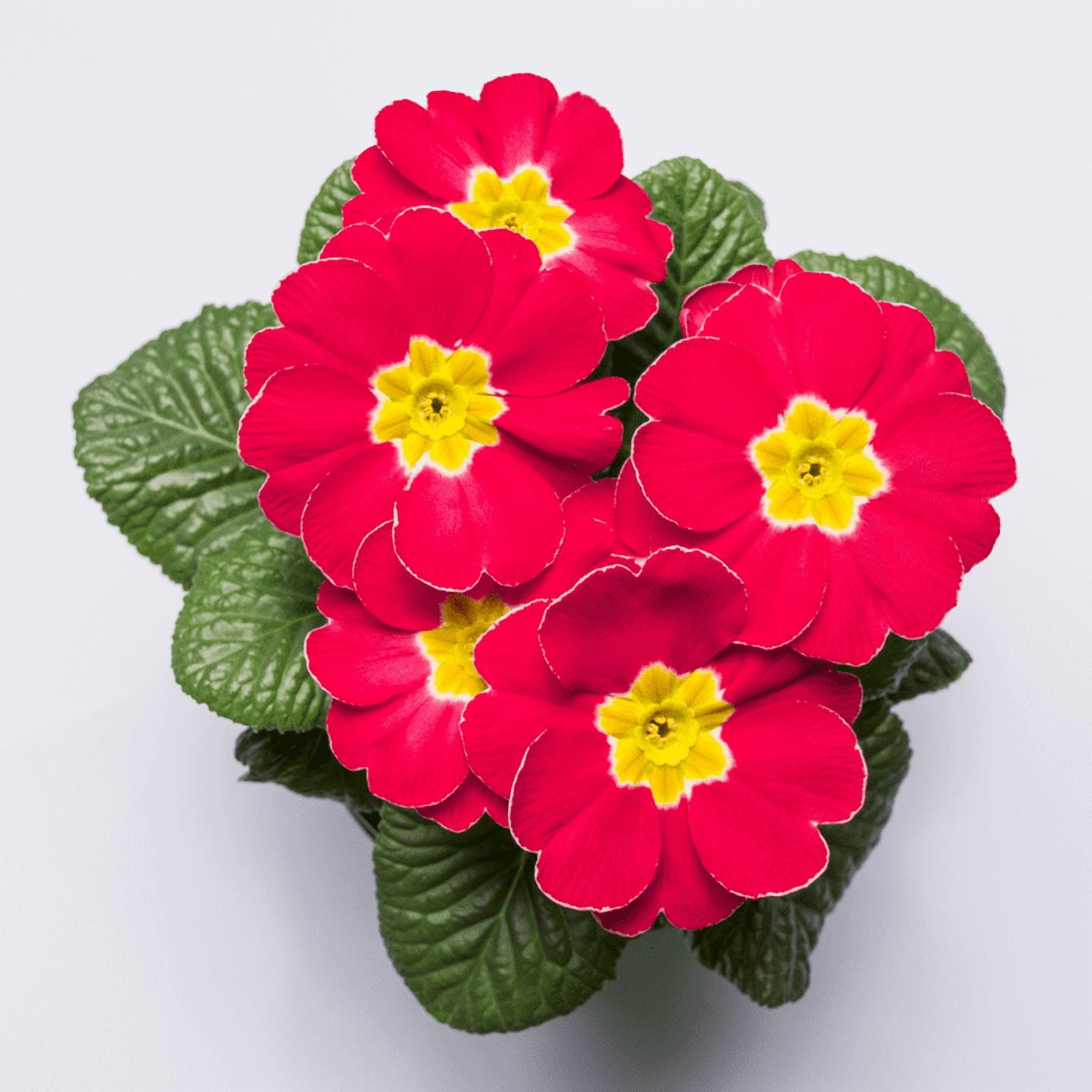 Red Primrose Plant 4-8'' Tall, Live Flowering Plant, Bright Blooms ...