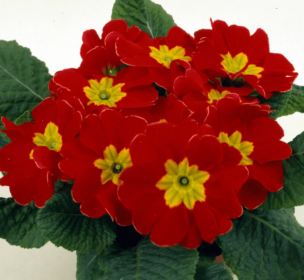 Red Primrose Plant Hardy Primula Flowers Perennial Plant Red Flowering ...