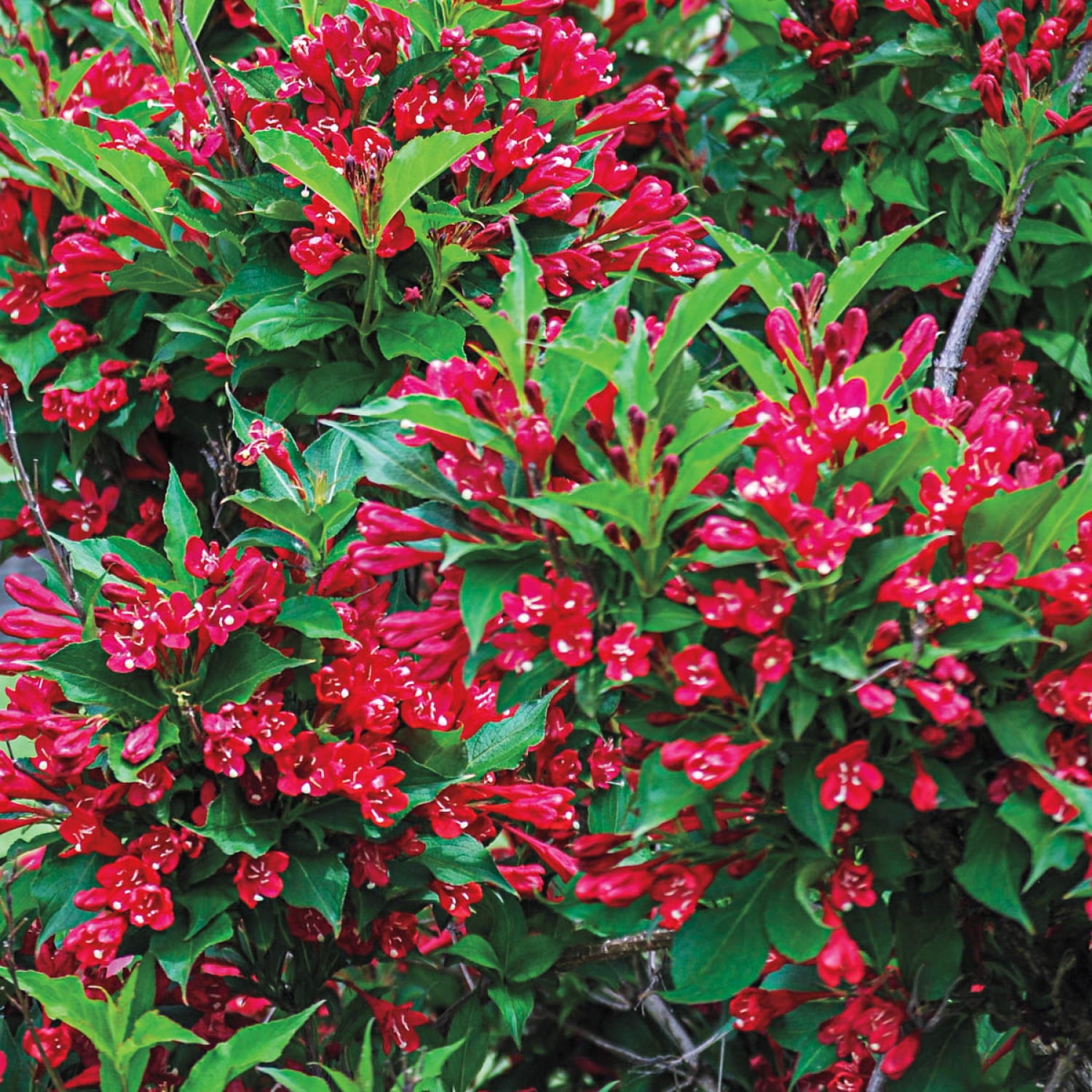 Red Prince Weigela Bush Potted Flowering Shrub, in a 2.50 Qt. Pot ...