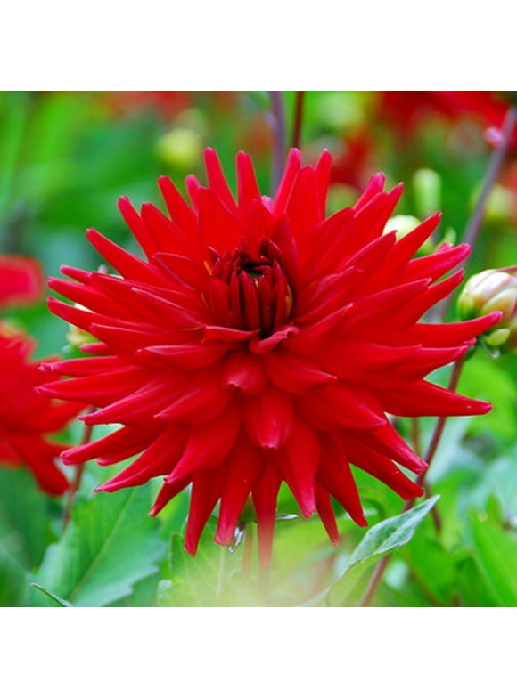 Plant Bulbs in Live Plants - Walmart.com