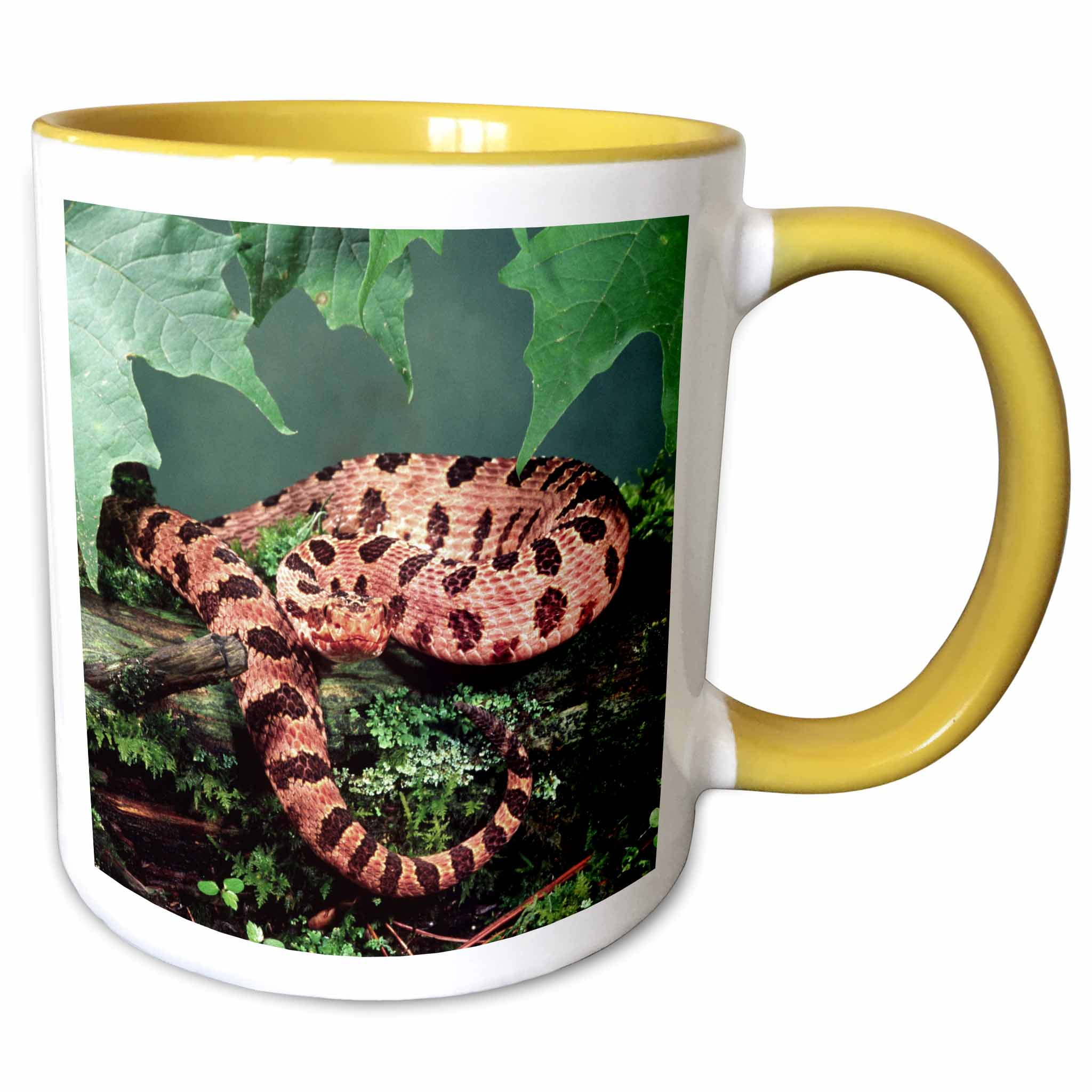 3drose, Red Pygmy Rattlesnake - Na02 Dno0408 - David Northcott, 11oz ...
