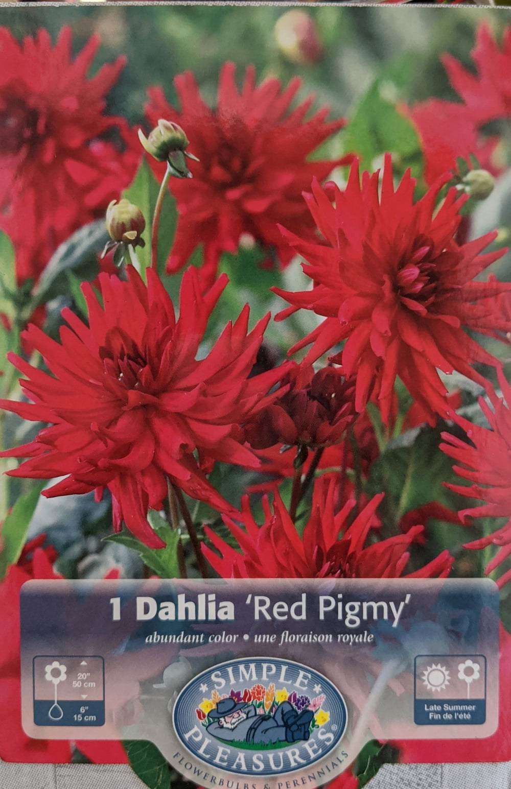 Red Pygmy Semi-cactus Dahlia - Large Flowering, Dwarf Size - #1 Size ...