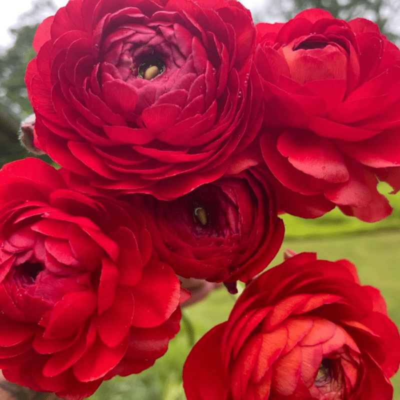 Red Ranunculus 10 Bulbs, Ranunculus Bulbs for Spring Planting, Outdoor ...