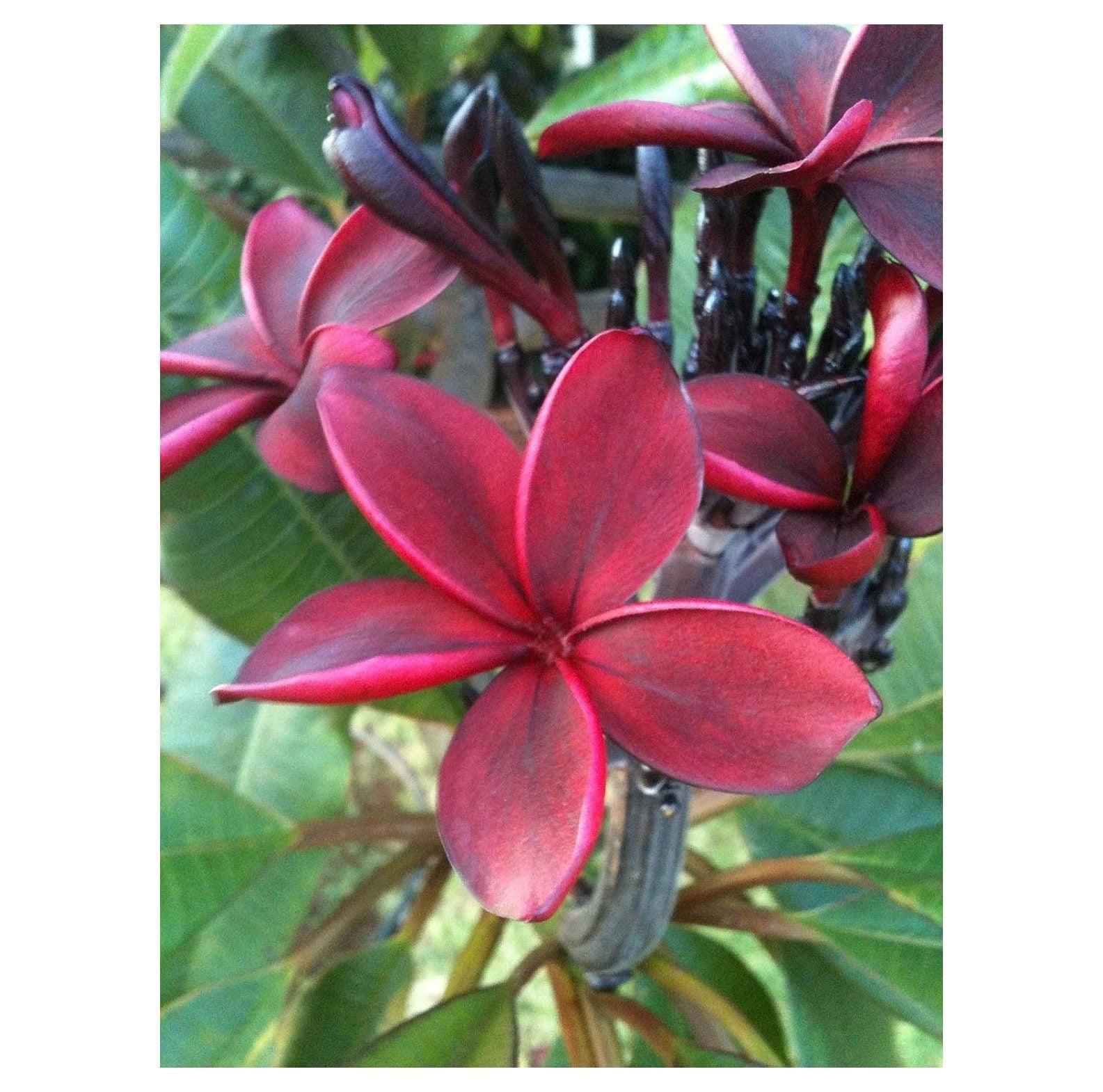 Rare Plumeria Colors
