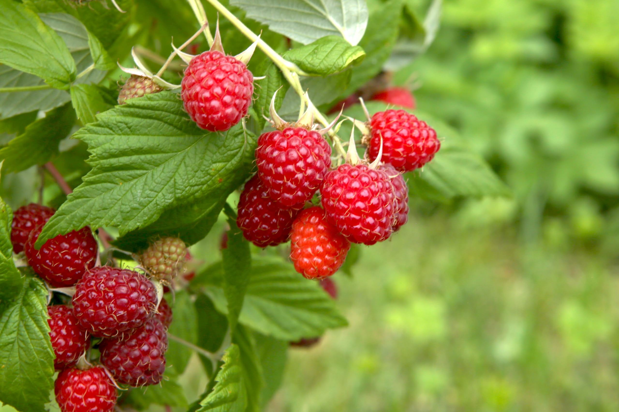 Red Raspberry Plants to Grow - Easy to Grow Rooted Seedling Plants ...