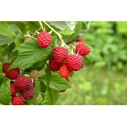 Grow Willow for Biofuel, Biomass - Fresh Cuttings to Plant - Easy and ...