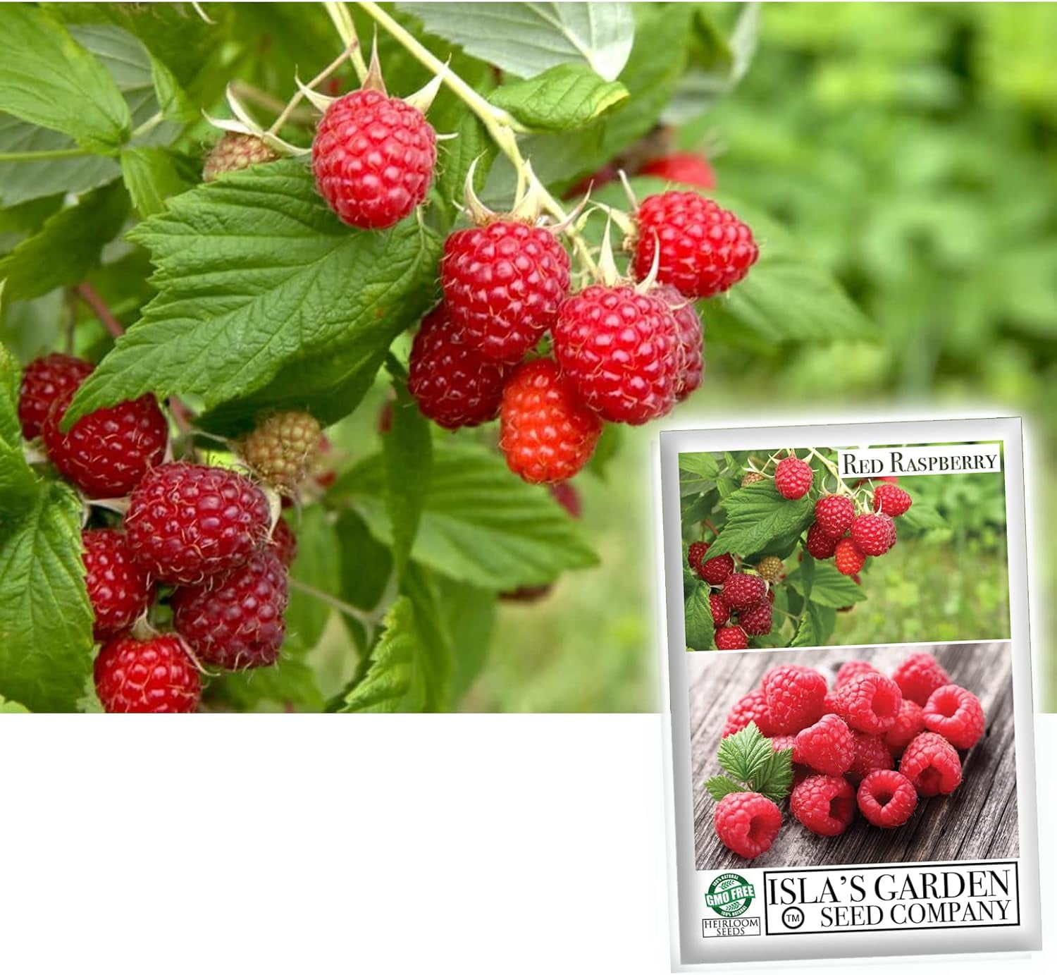 Red Raspberry Seeds (European Raspberry, Framboise), 100 Heirloom Seeds ...