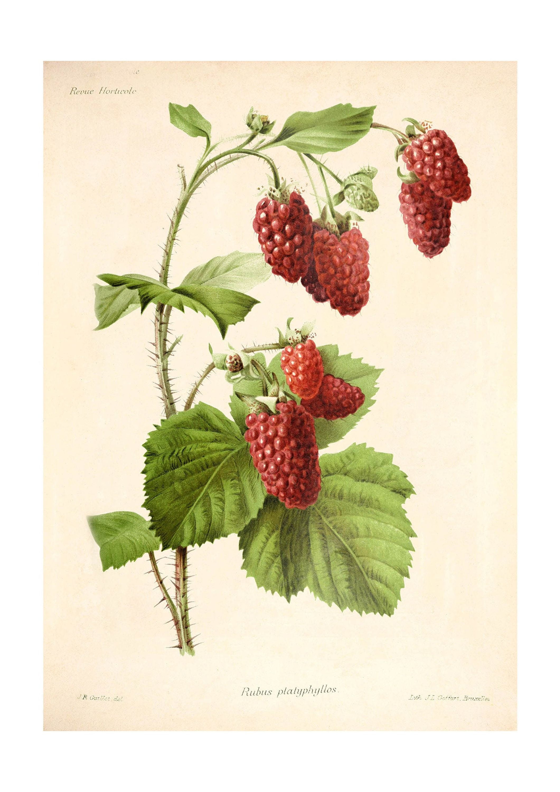 Red Raspberry Vintage Lithograph (1832-1922) - Giclee Fine Art Print ...