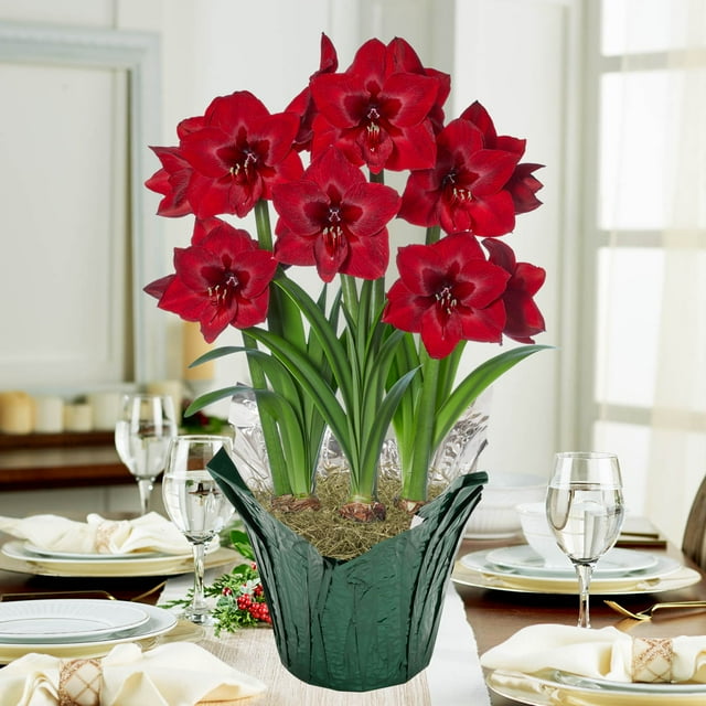 Breck's Red Reality Amaryllis 18-24" Burgundy Amaryllis Live Plants in ...