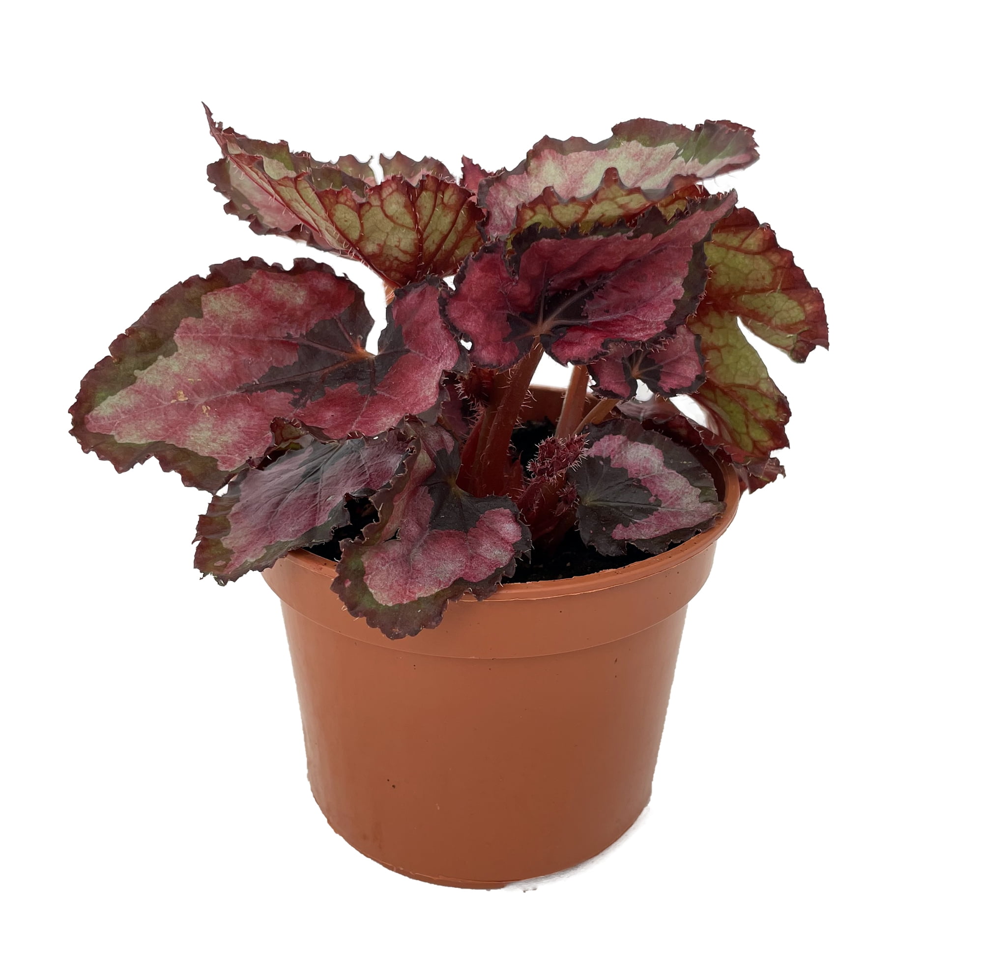 Hirt's Gardens Red Rex Begonia Plant, Brightly Colored Leaves, 2.5 Inch ...
