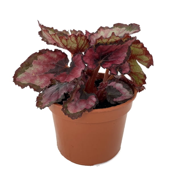 Red Rex Begonia Plant - 2.5" Pot - Easy House Plant - Walmart.com