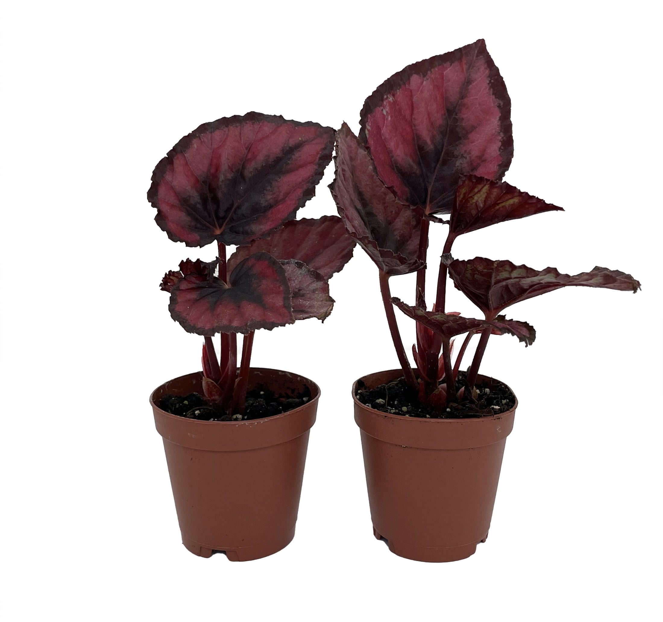 Hirt's Gardens Red Rex Begonia Plant, Easy Houseplant, Shade Border ...