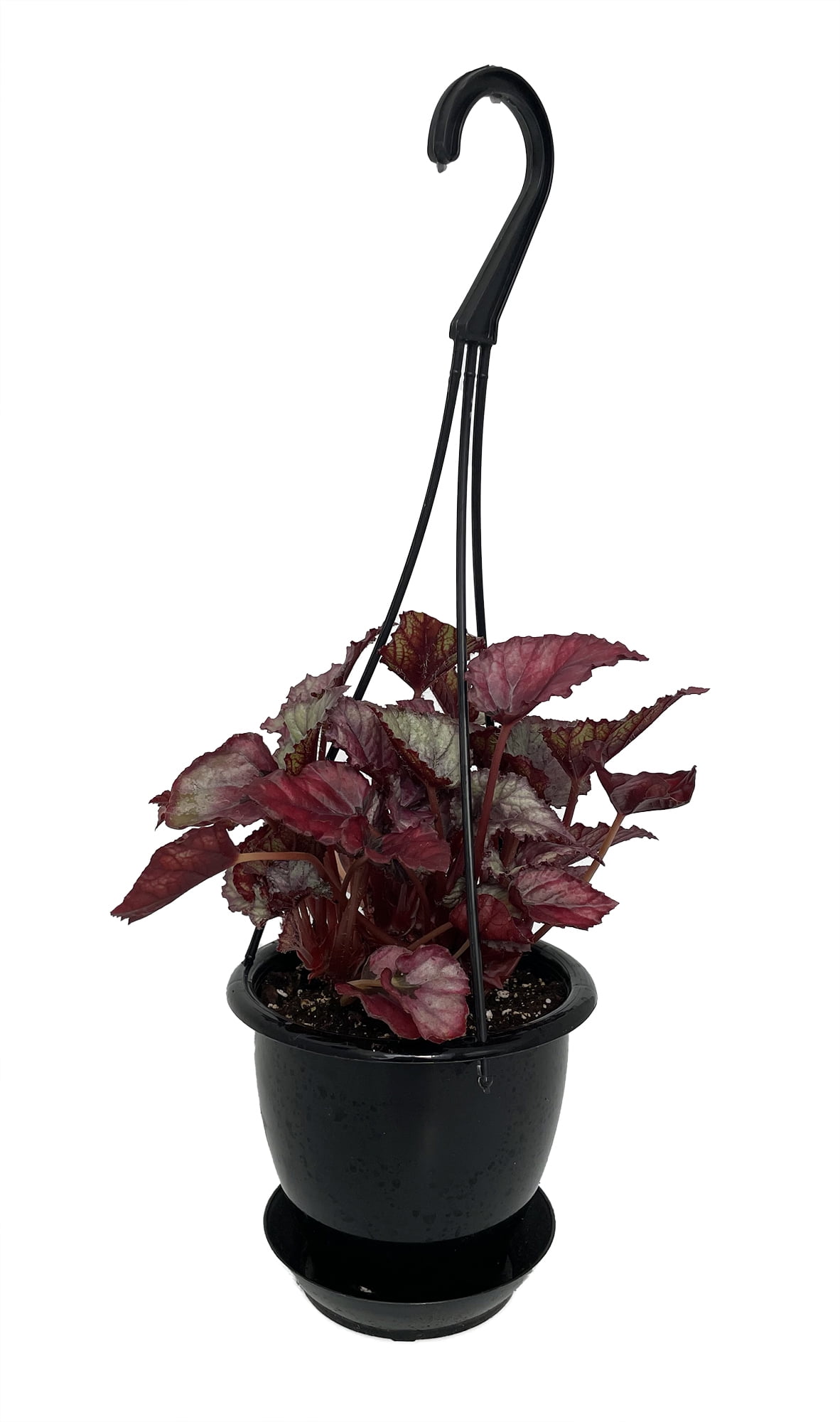 Red Rex Begonia Plant - 4.5" Black Hanging Basket - Great Houseplant ...