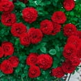 Red Ribbons Flowering Groundcover Rose Bush Dormant Bare Root Sarter ...