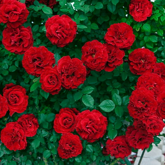 Red Ribbons Flowering Groundcover Rose Bush Dormant Bare Root Sarter ...
