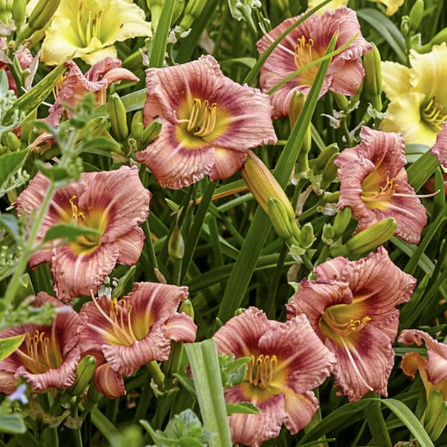Red Ribs Everydaylily Daylily Dormant Bare Root Perennial Plant, 1-Pack ...