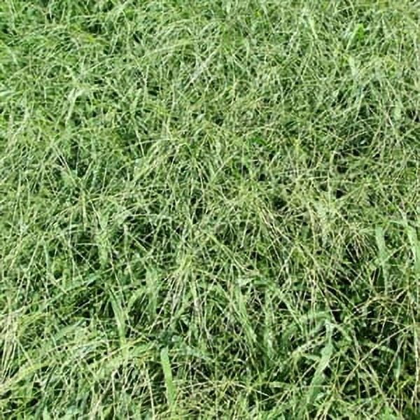 Seed Ranch Red River Crabgrass Seed, 1 Lb, Warm Season Annual Grass ...